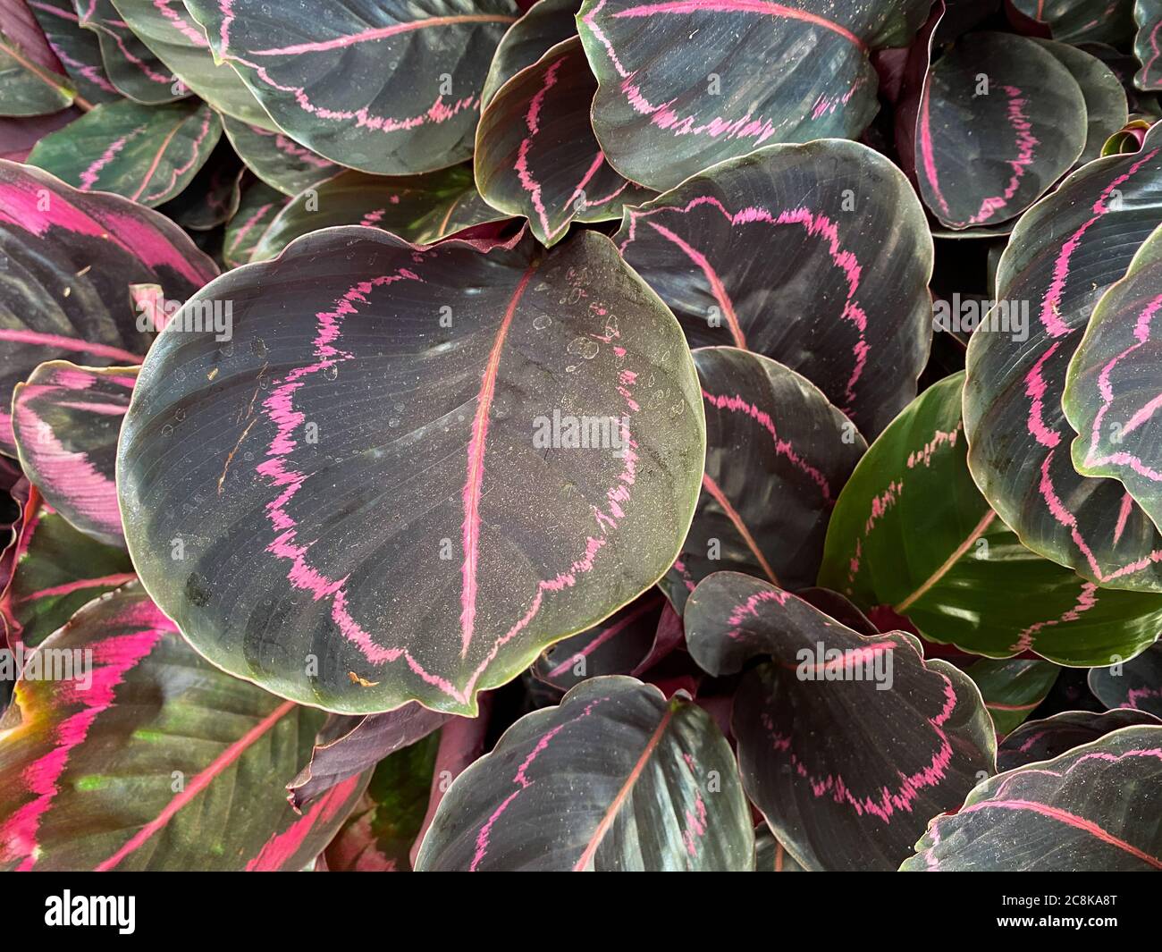 Closeup of isoalted leaves of tropical prayer plant (calathea dottie ...