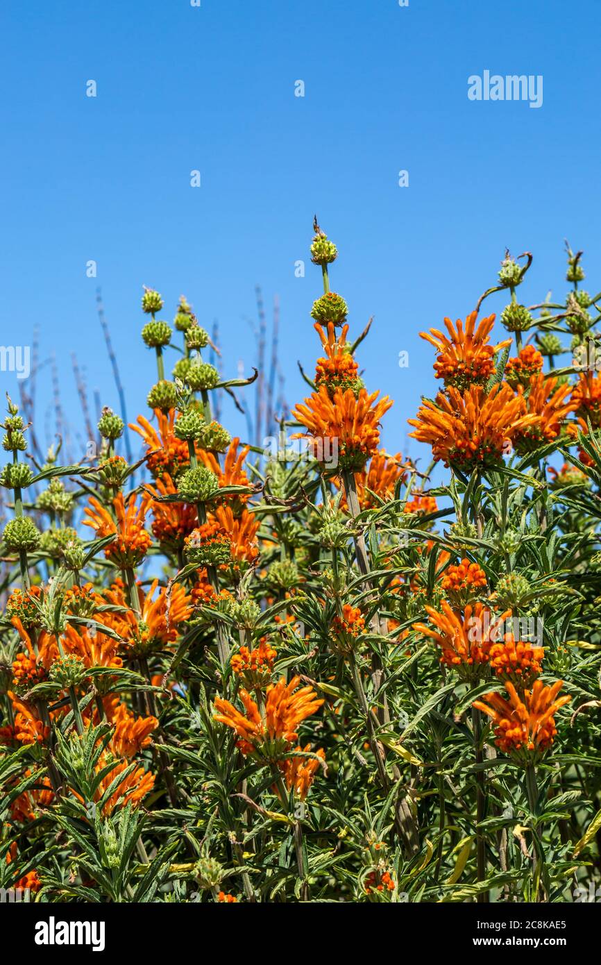 Leonotis Nepetifolia, also known as Lion's Ear flowers growing in San ...