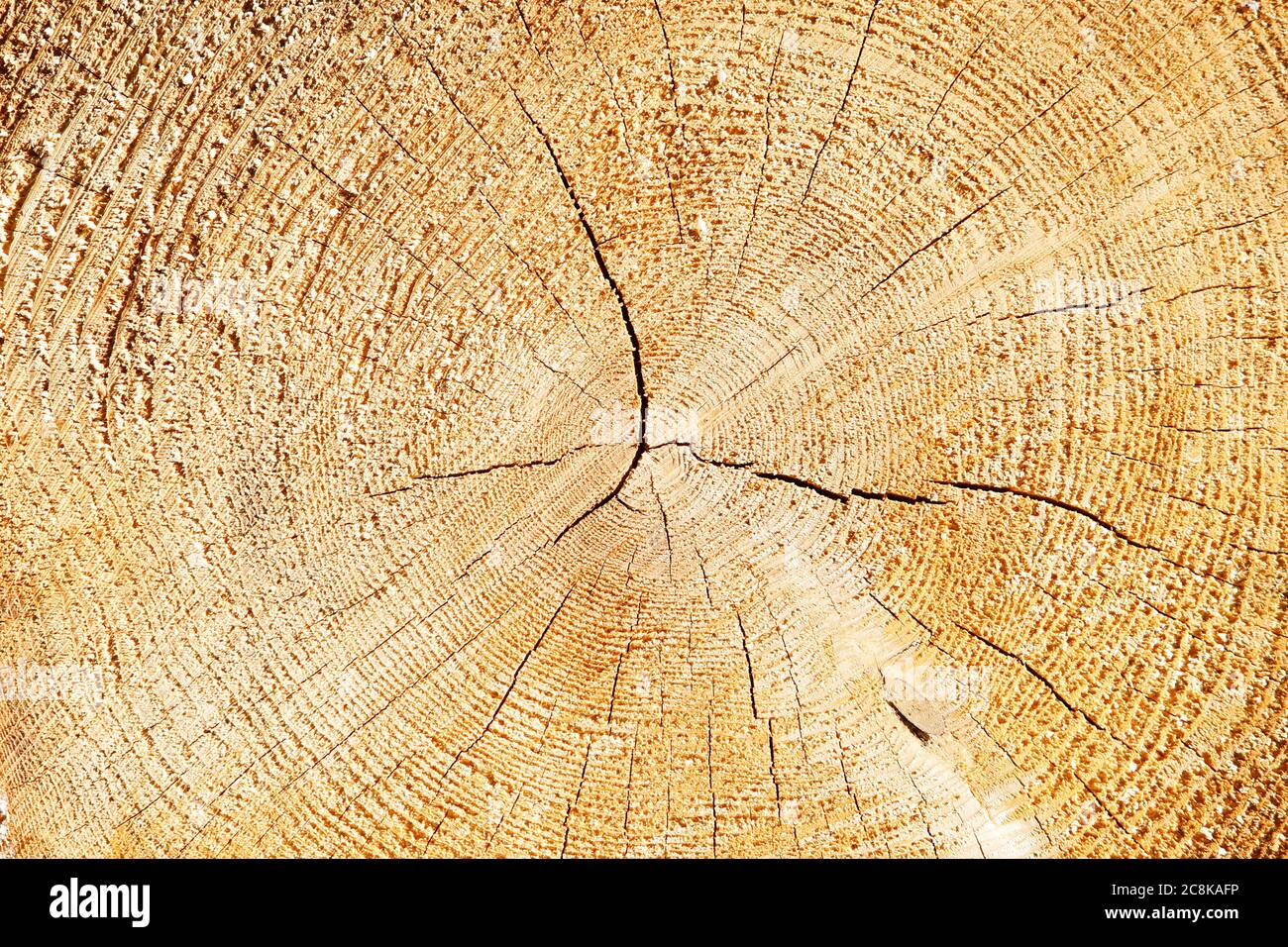 Tree cross section hi-res stock photography and images - Alamy