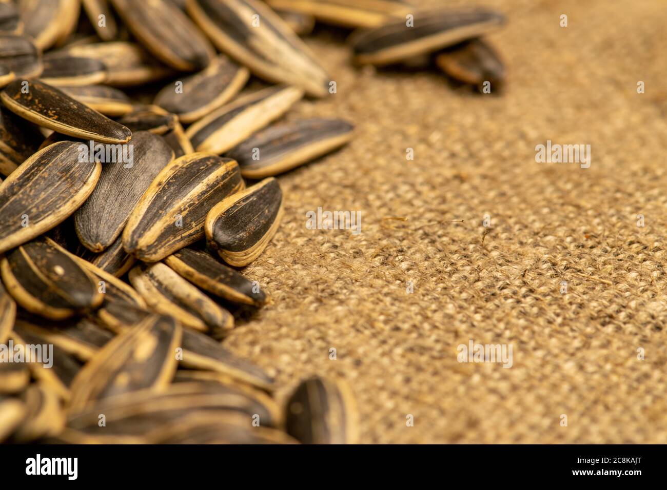 Fried sunflower seeds scattered on rough-textured burlap. Close up ...