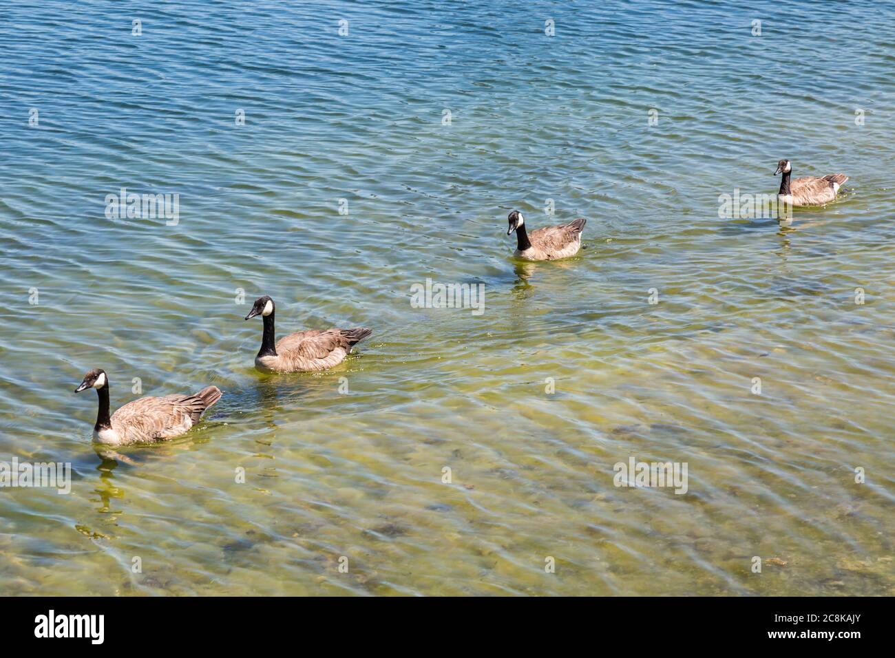 our geese in a row, swimming in a Lake Stock Photo - Alamy