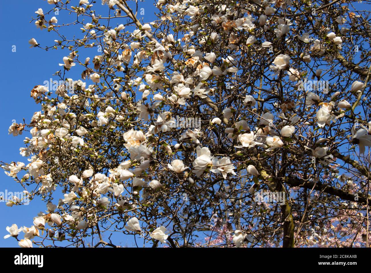 Low angle view of white flowers of a Magnolia Tree in front of a clear ...