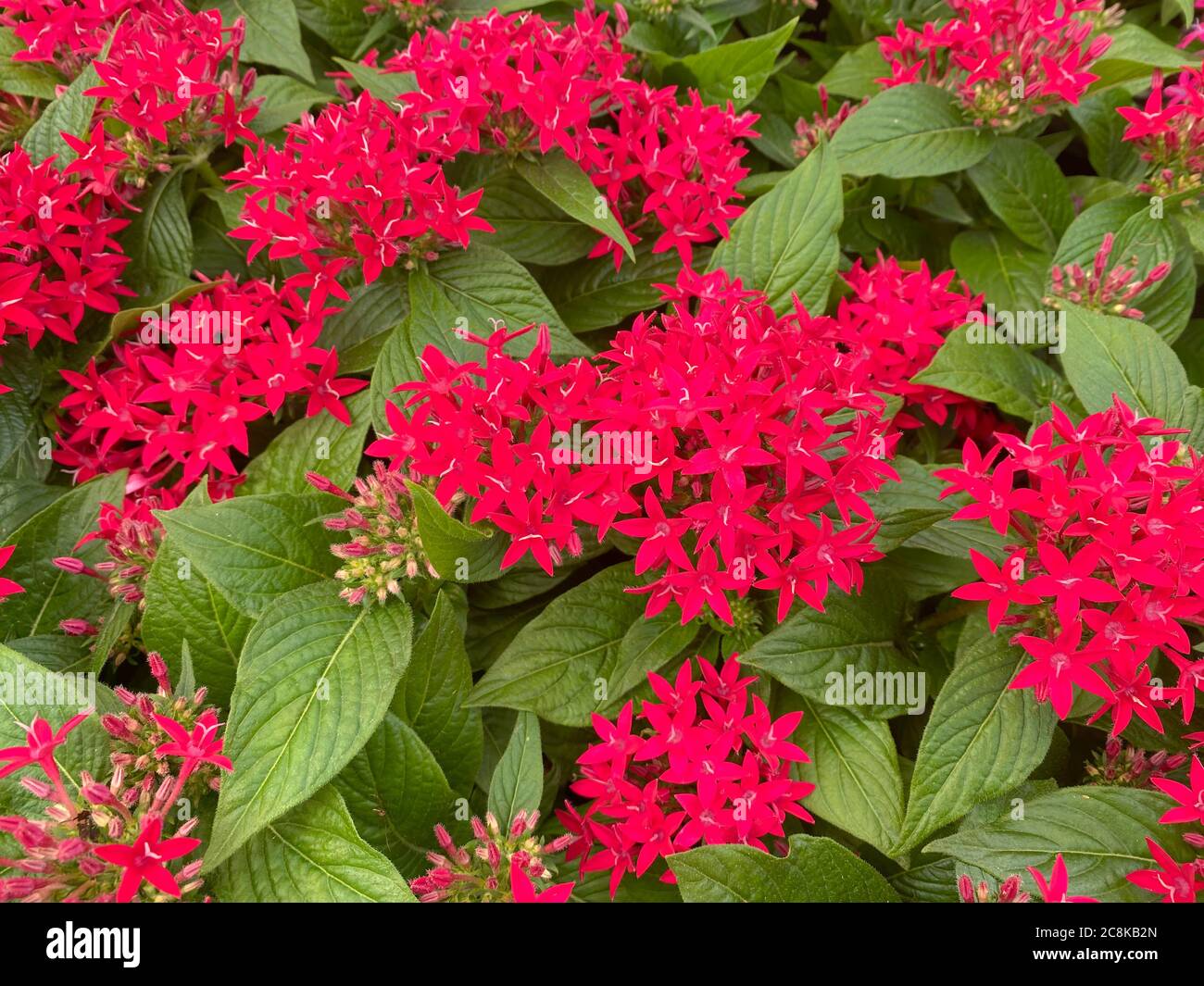 Red pentas hi-res stock photography and images - Alamy