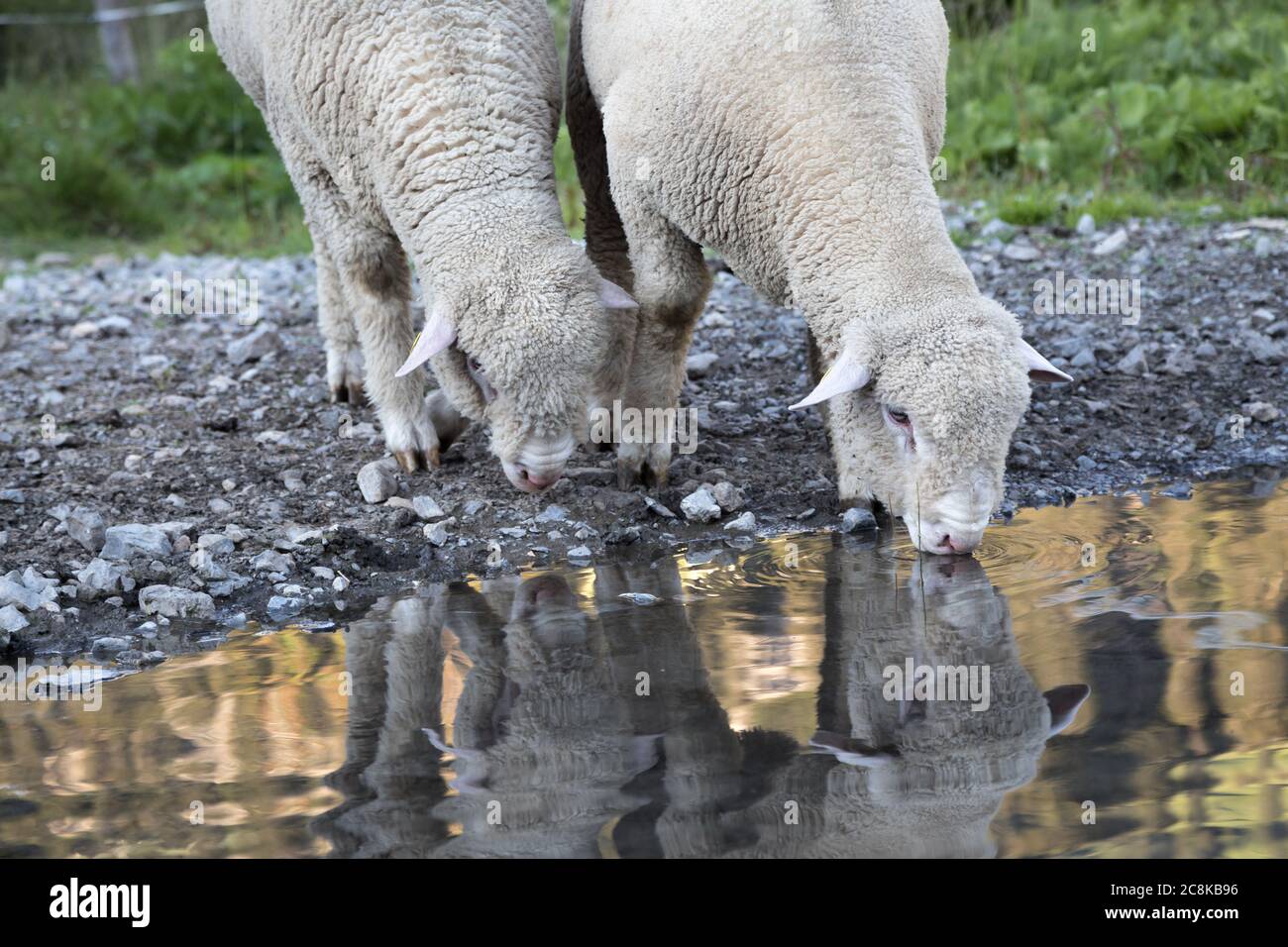 Farm Animals Drinking Water