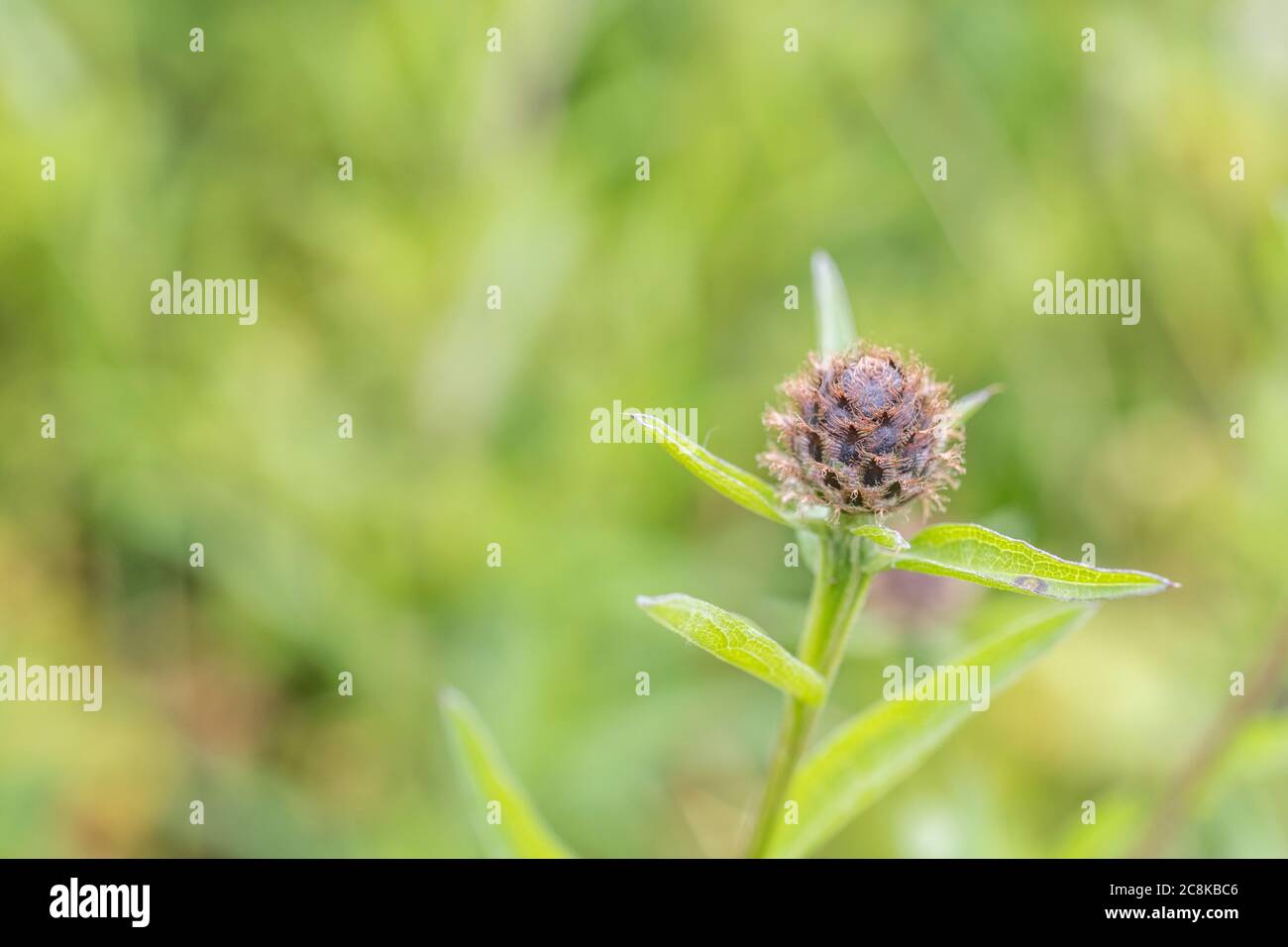 Close-up flower bud of Common Knapweed or Hardheads / Centaurea nigra ...