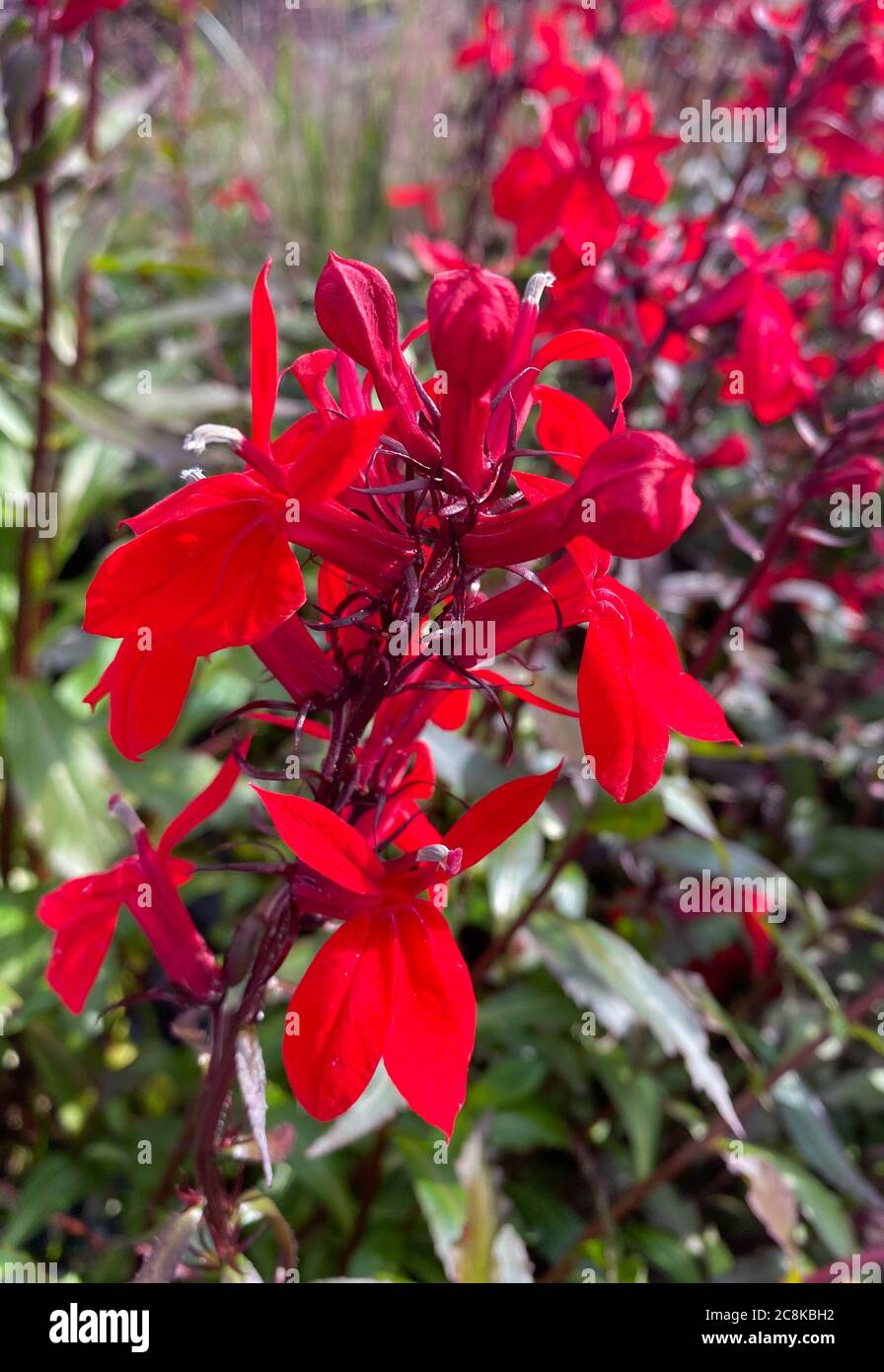 Lobelia speciosa hi-res stock photography and images - Alamy