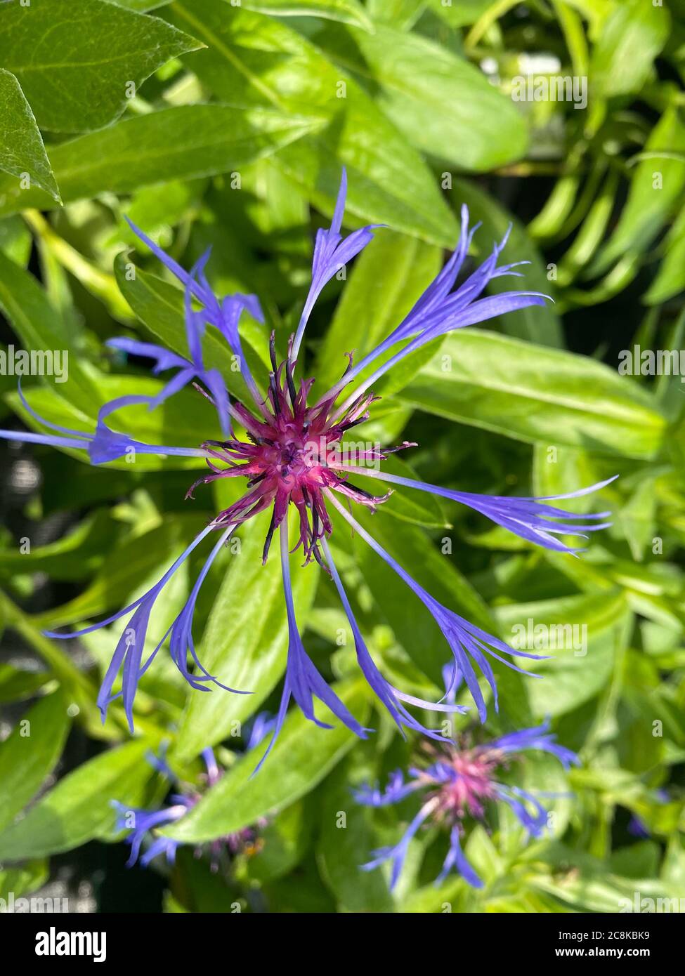 Top view closeup of isolated beautiful purple blue flower head ...