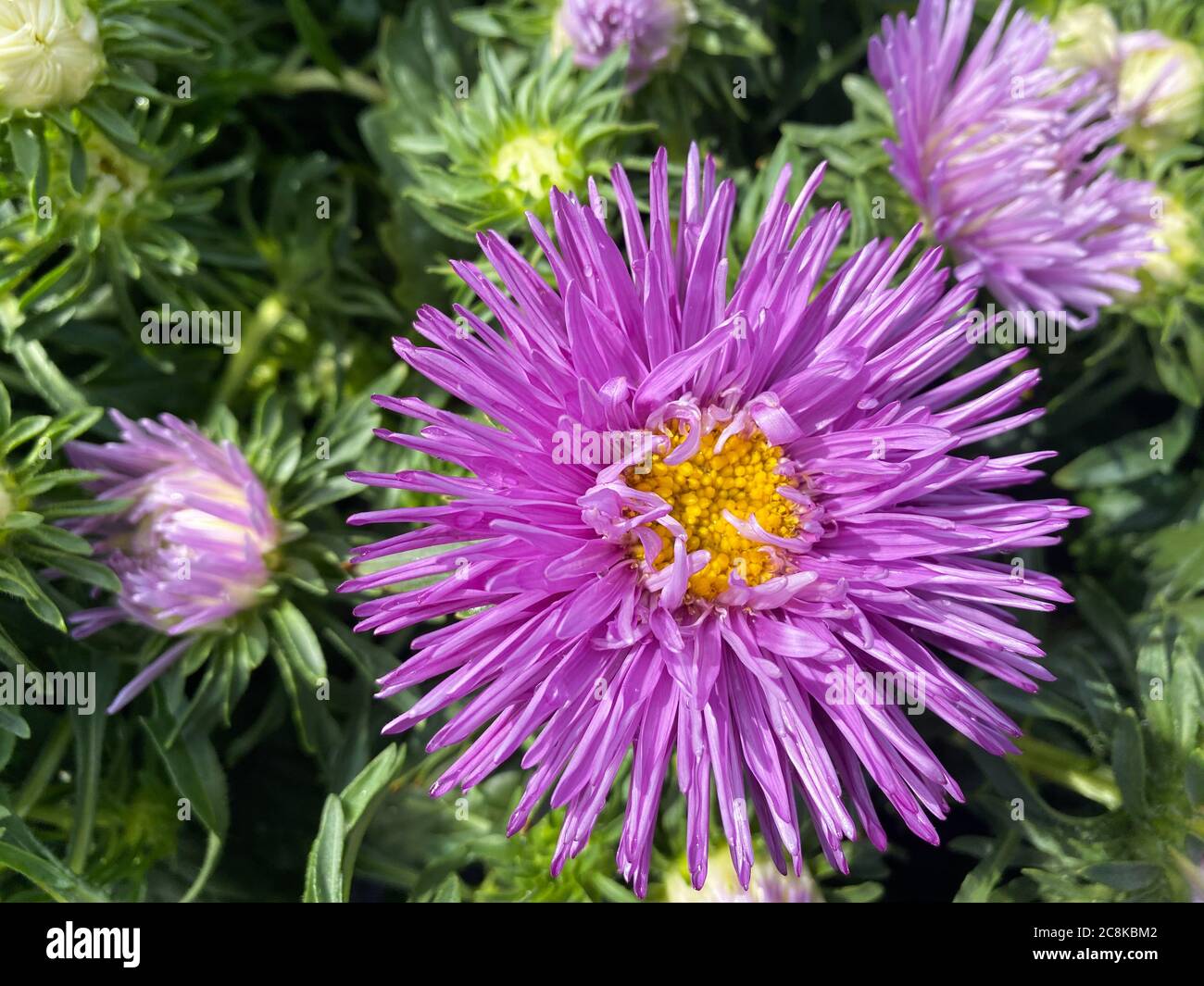 Top view closeup of isolated beautiful purple aster flower head ...