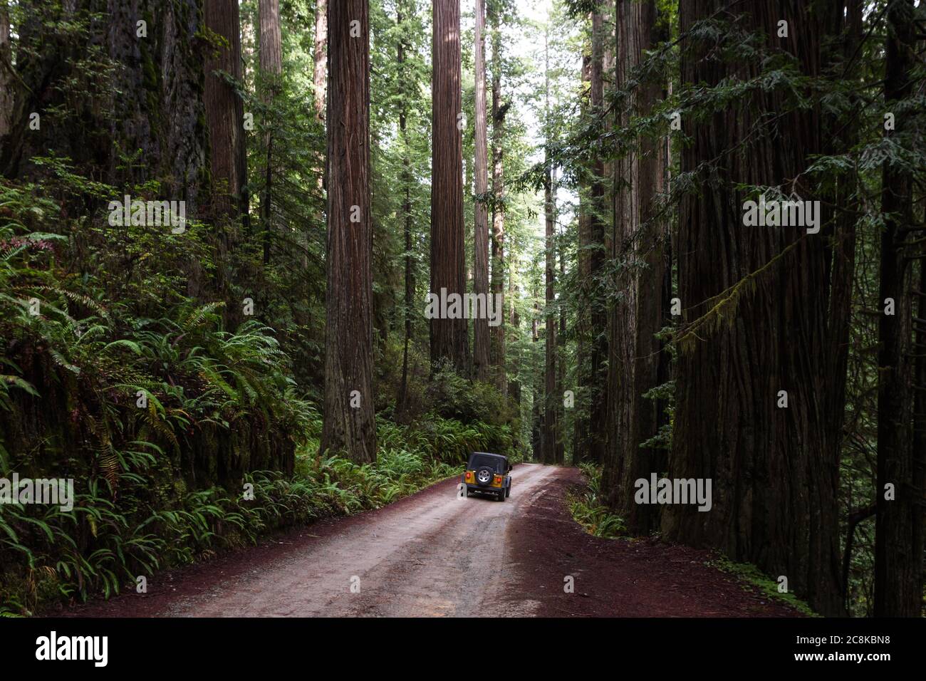 Giant redwood car hi-res stock photography and images - Alamy