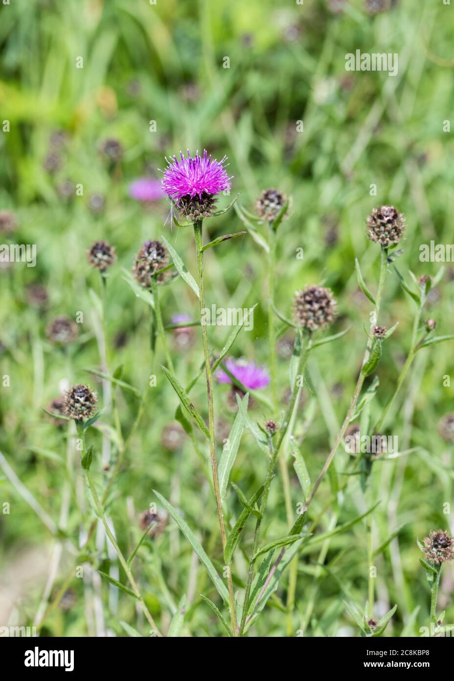 Common Knapweed or Hardheads / Centaurea nigra in flower and growing ...