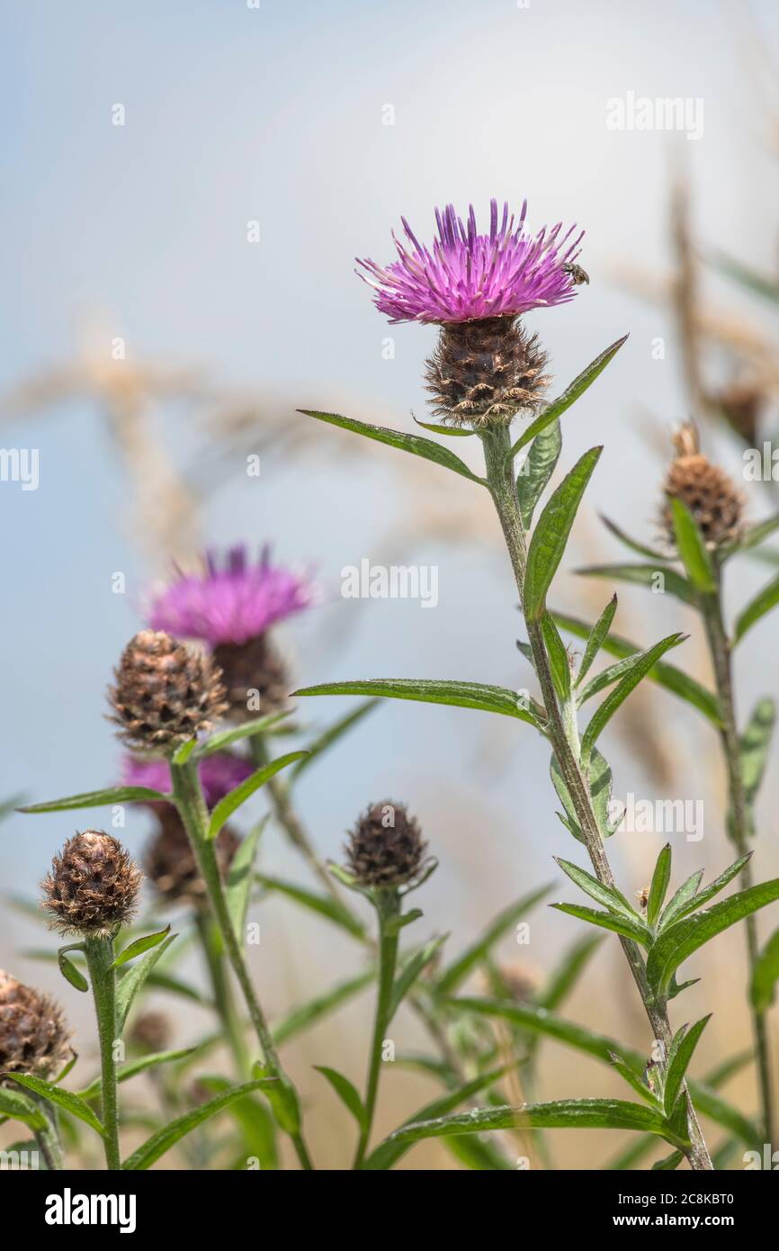 Close-up shot of purple flower of Common Knapweed or Hardheads ...