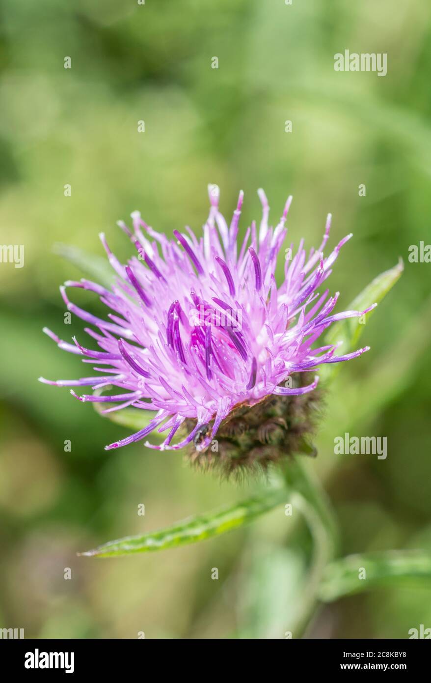 Close-up shot of purple flower of Common Knapweed or Hardheads ...