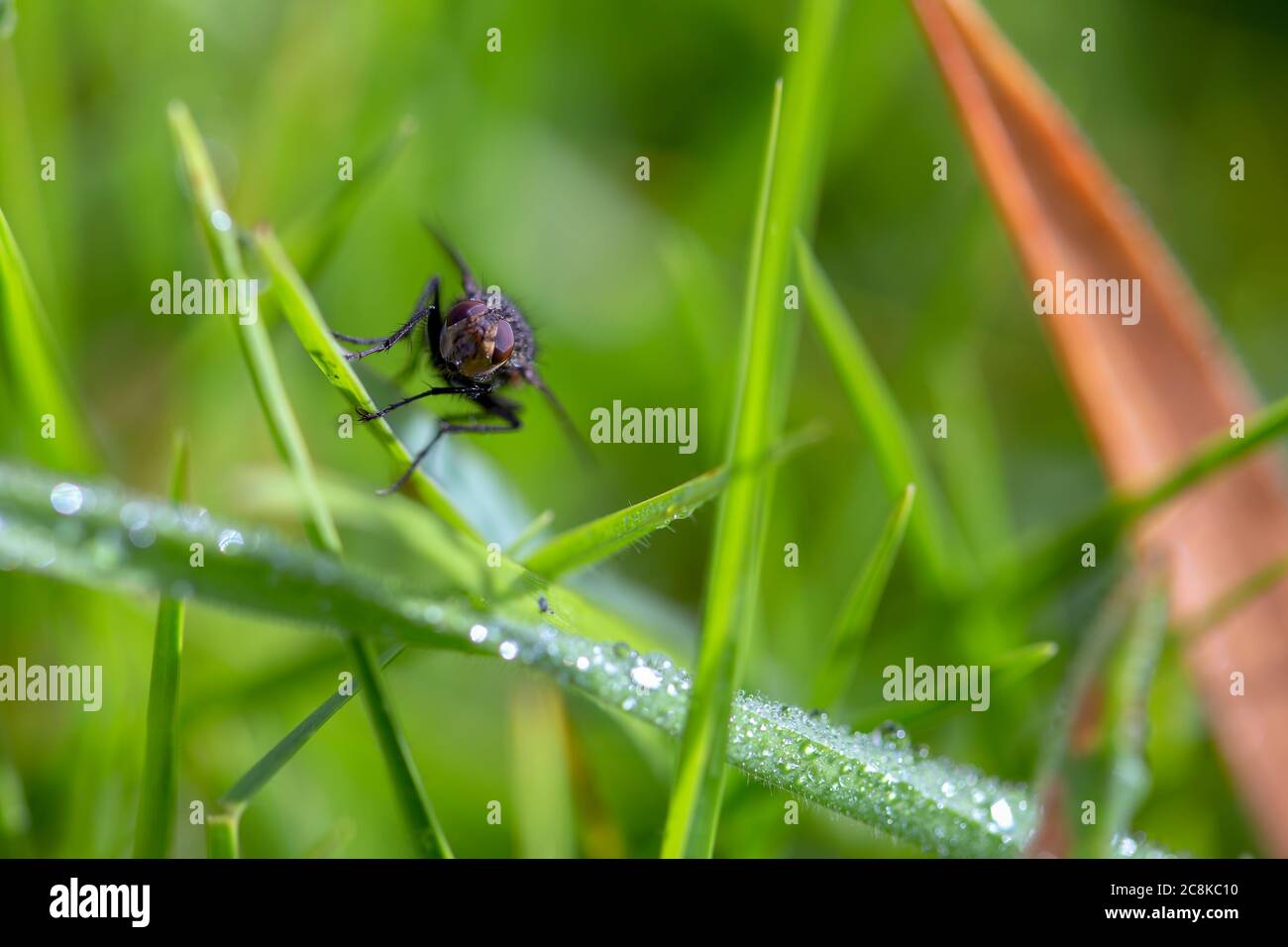 Macro photography of a stable fly on a blade of grass. Captured early ...