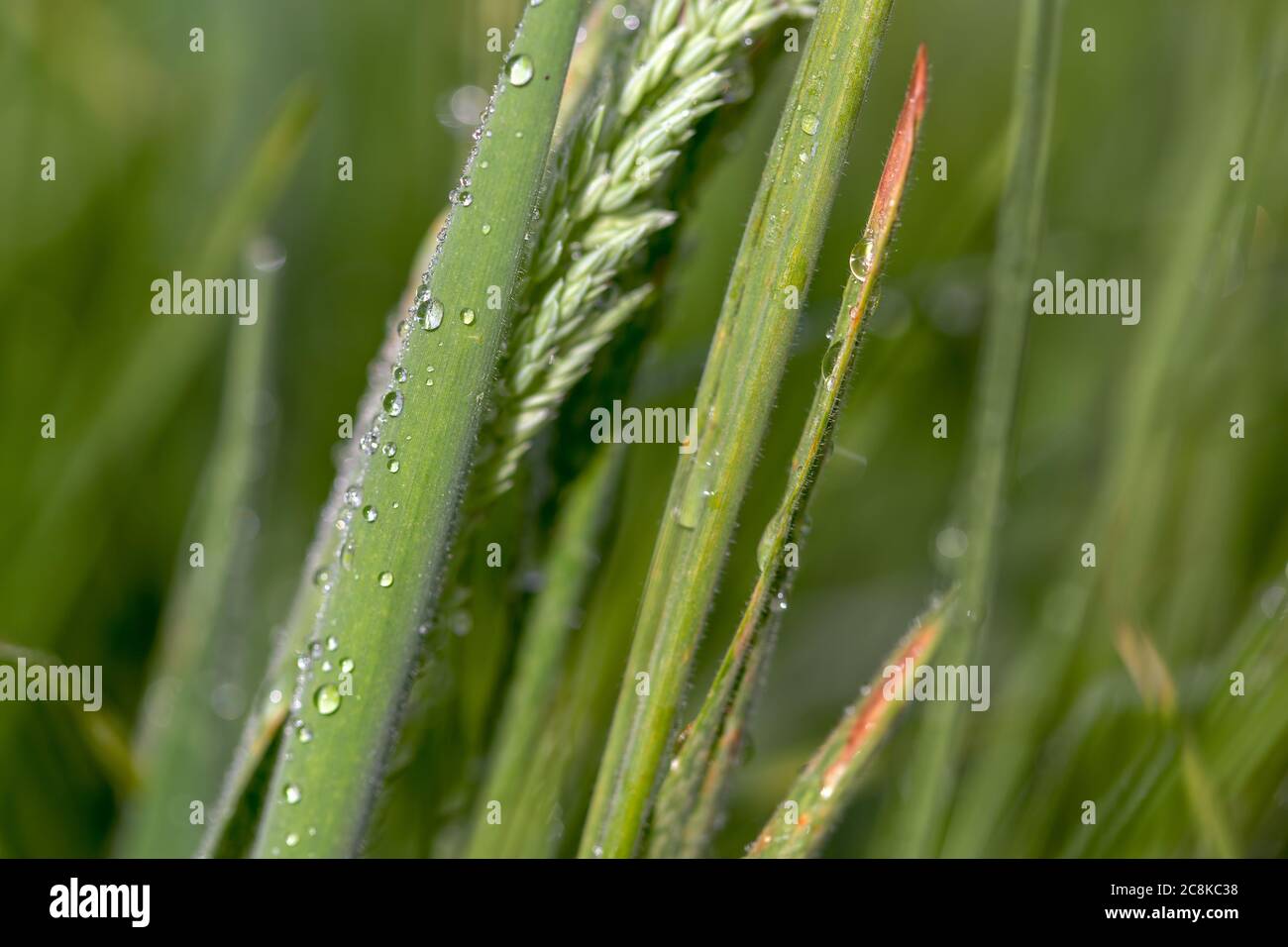 Macro photography of blades of grass covered in dew drops, captured ...