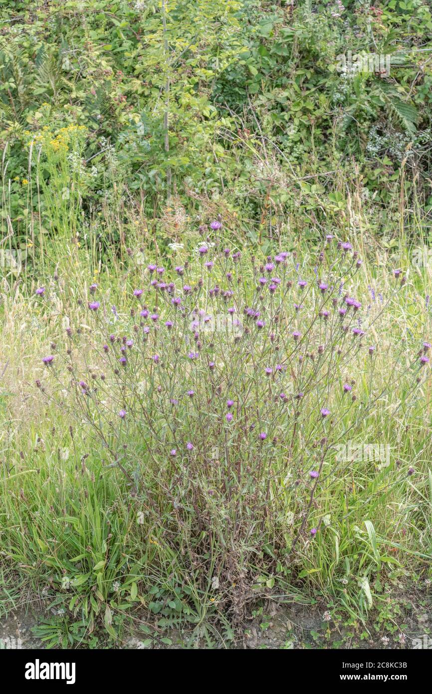 Common Knapweed or Hardheads / Centaurea nigra in flower and growing ...