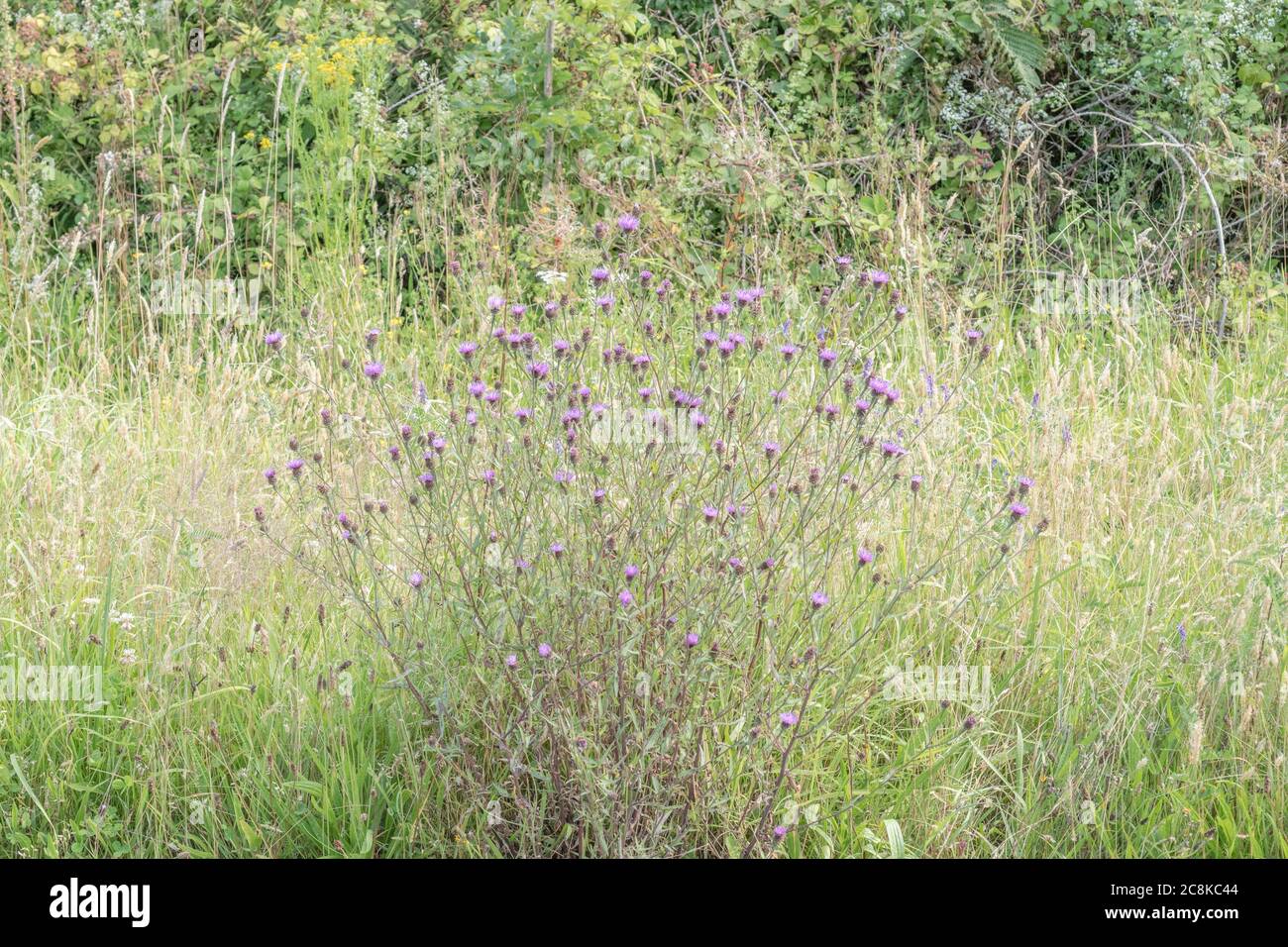 Common Knapweed or Hardheads / Centaurea nigra in flower and growing ...