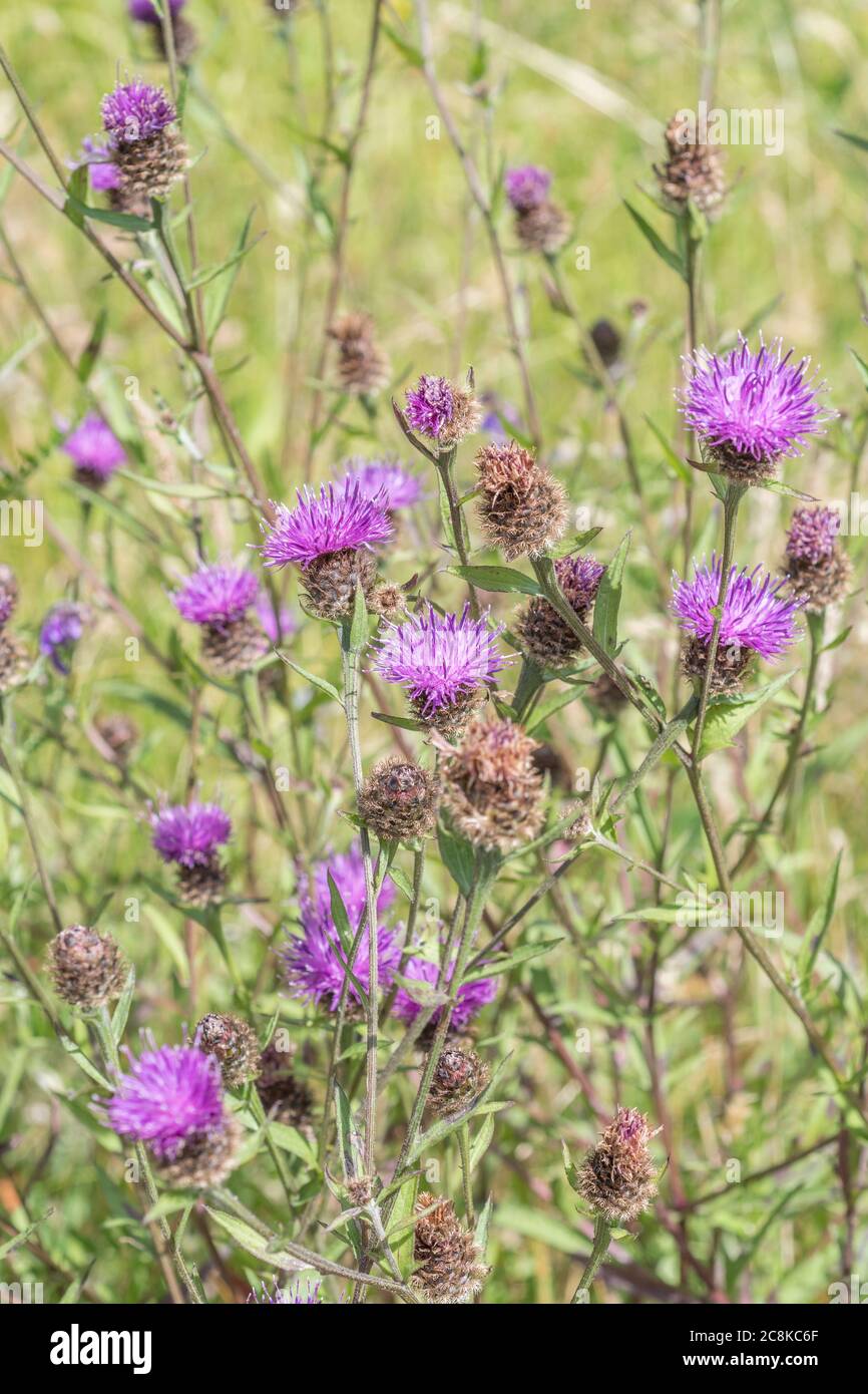 Common Knapweed or Hardheads / Centaurea nigra in flower and growing ...