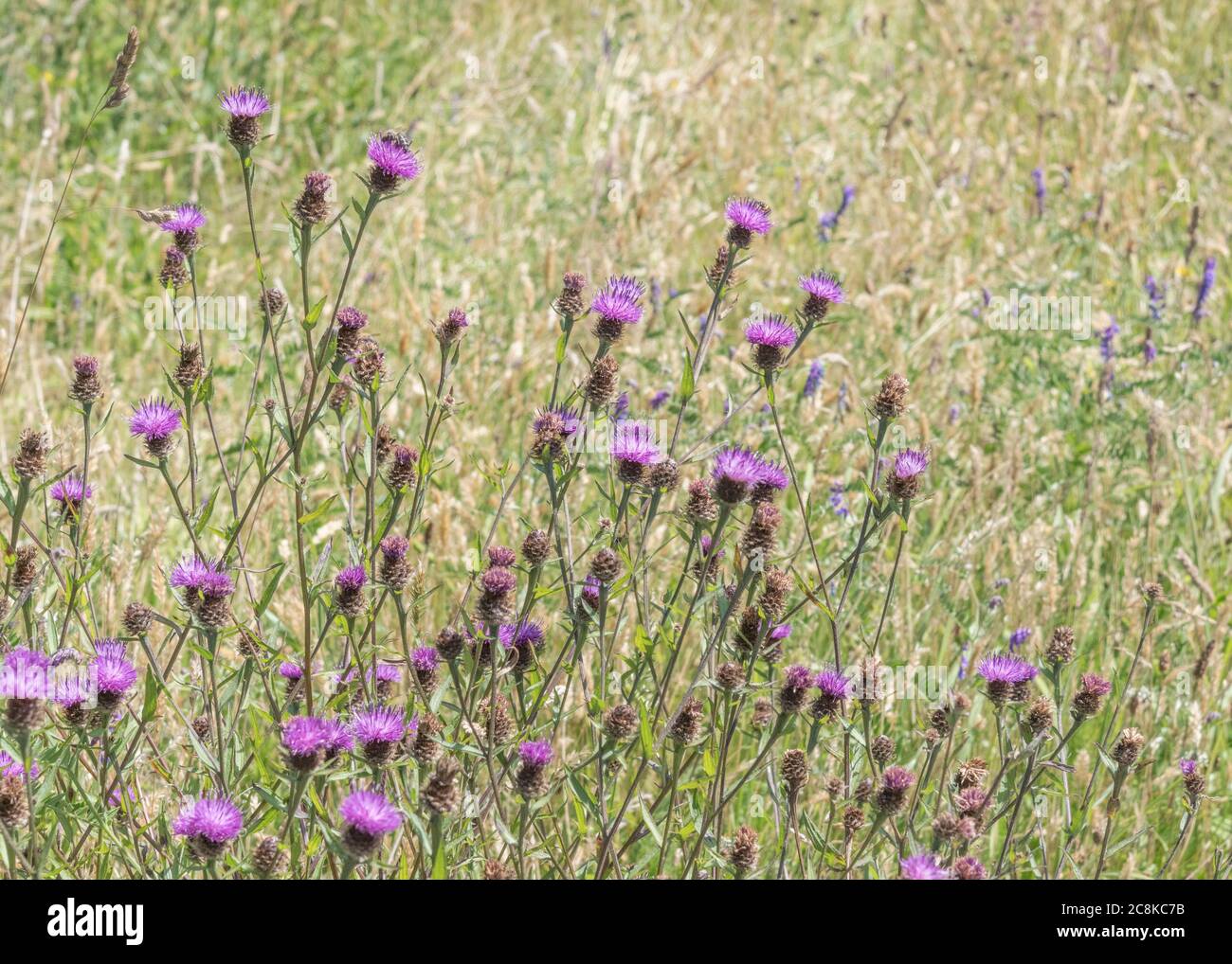 Common Knapweed or Hardheads / Centaurea nigra in flower and growing ...
