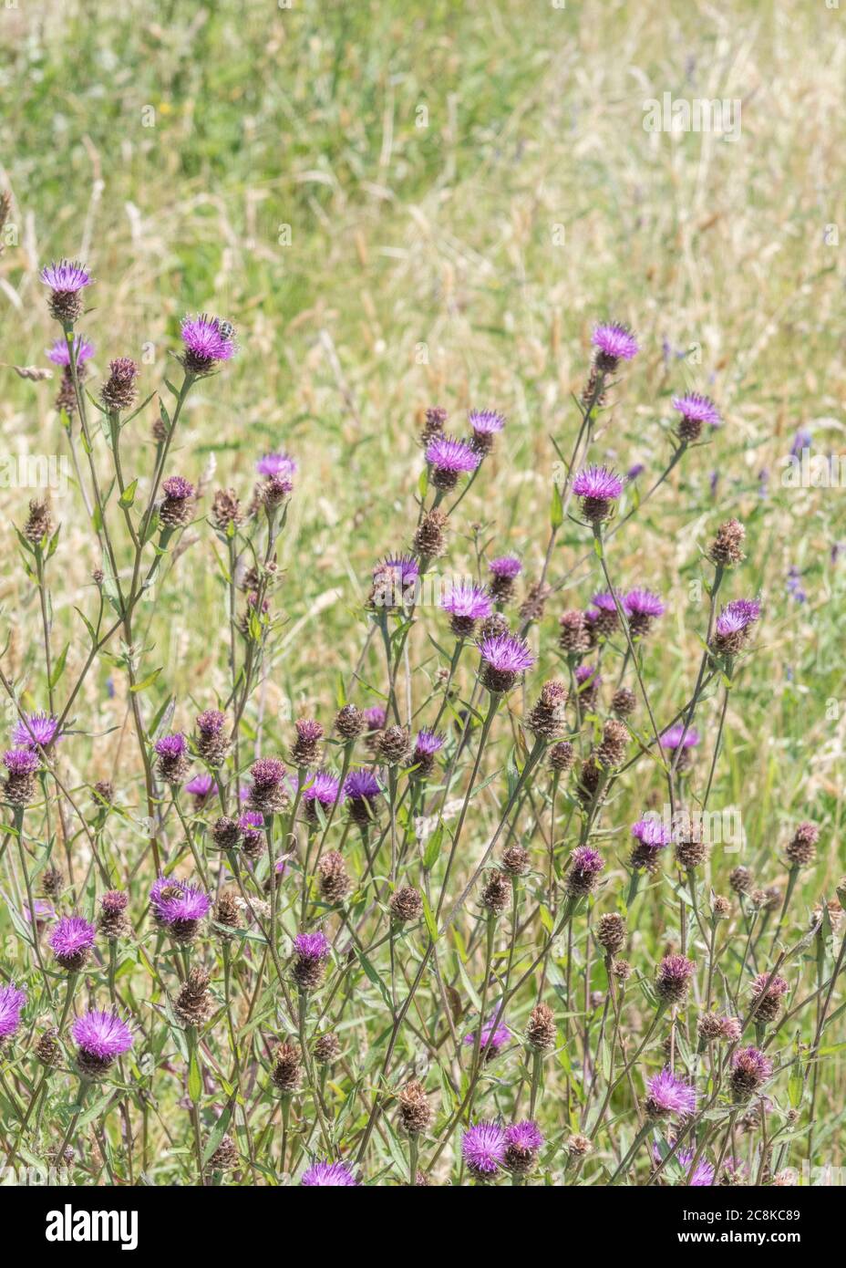 Common Knapweed or Hardheads / Centaurea nigra in flower and growing ...