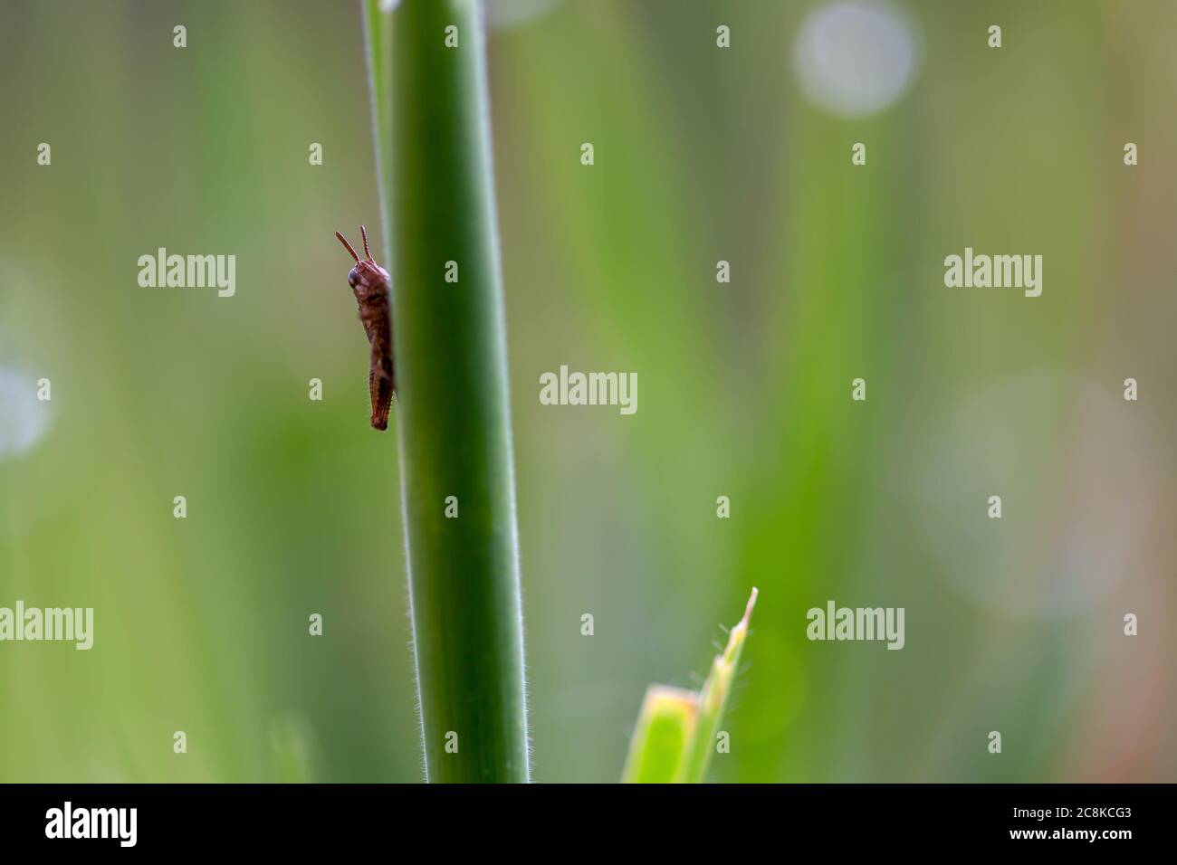 Macro photography of a tiny brown grasshopper hidden behind a blade of ...