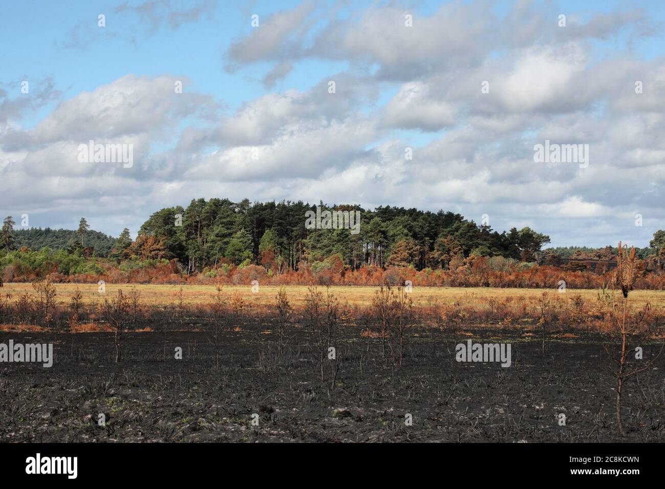 The aftermath of the Thursley Common wildfire which burned 150 hectares ...