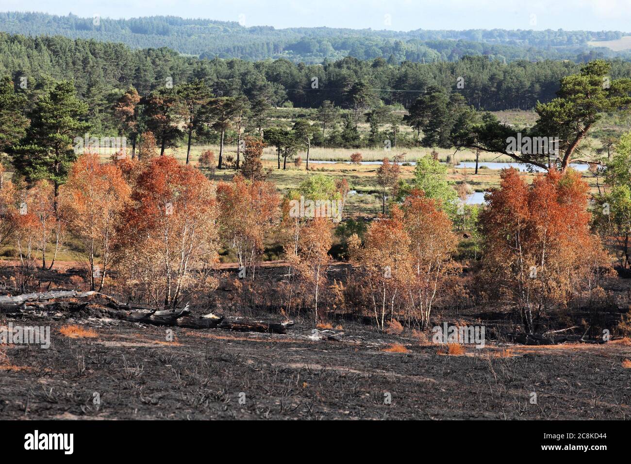 The aftermath of the Thursley Common wildfire which burned 150 hectares ...