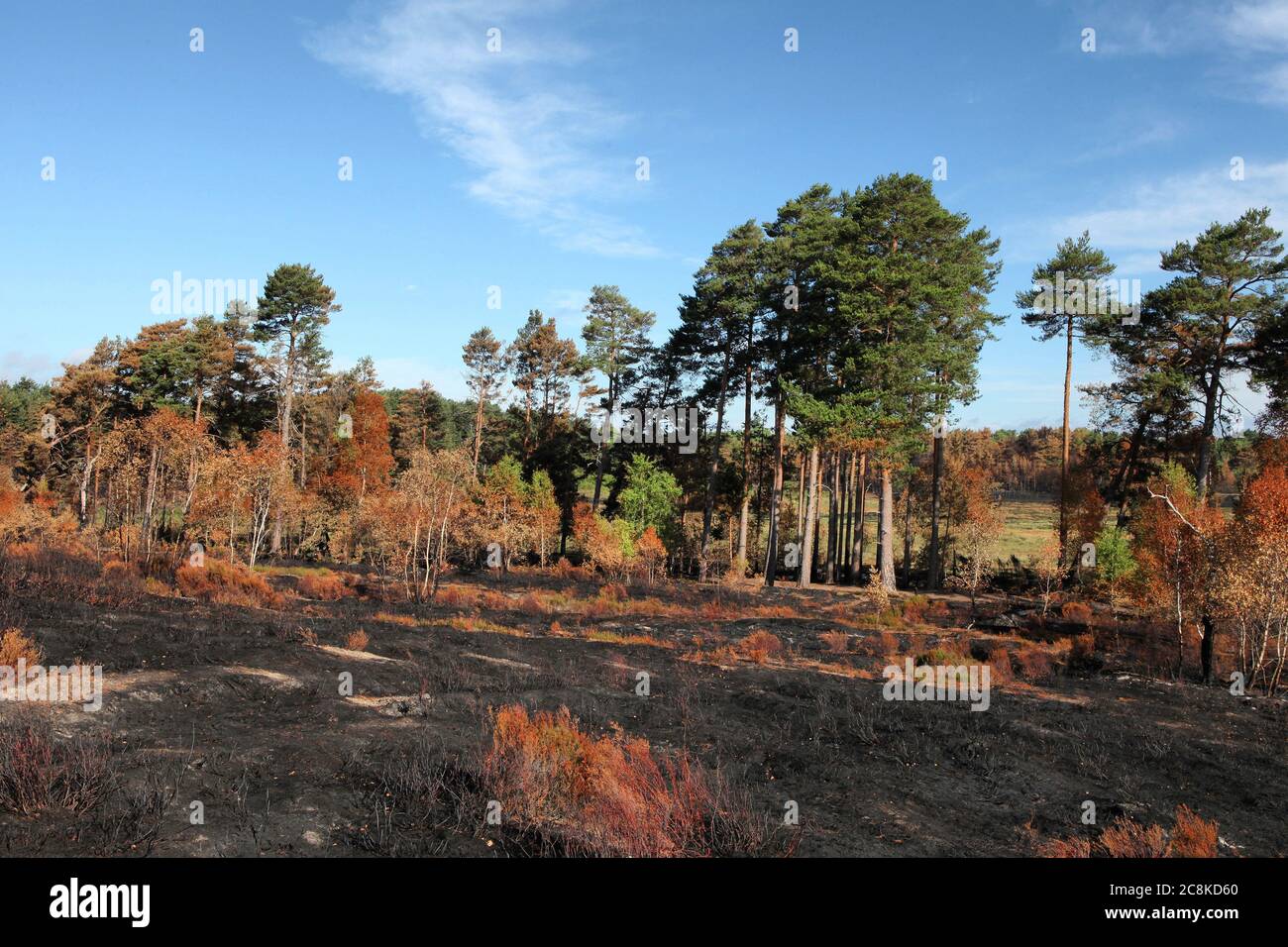The aftermath of the Thursley Common wildfire which burned 150 hectares ...