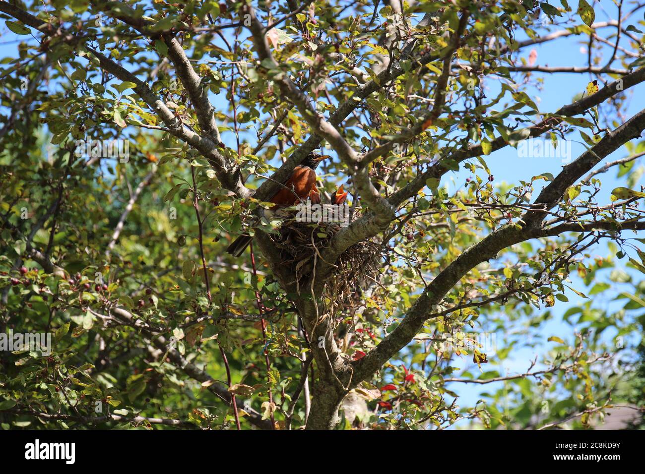 A male American Robin watching over two baby robins in a nest in a ...