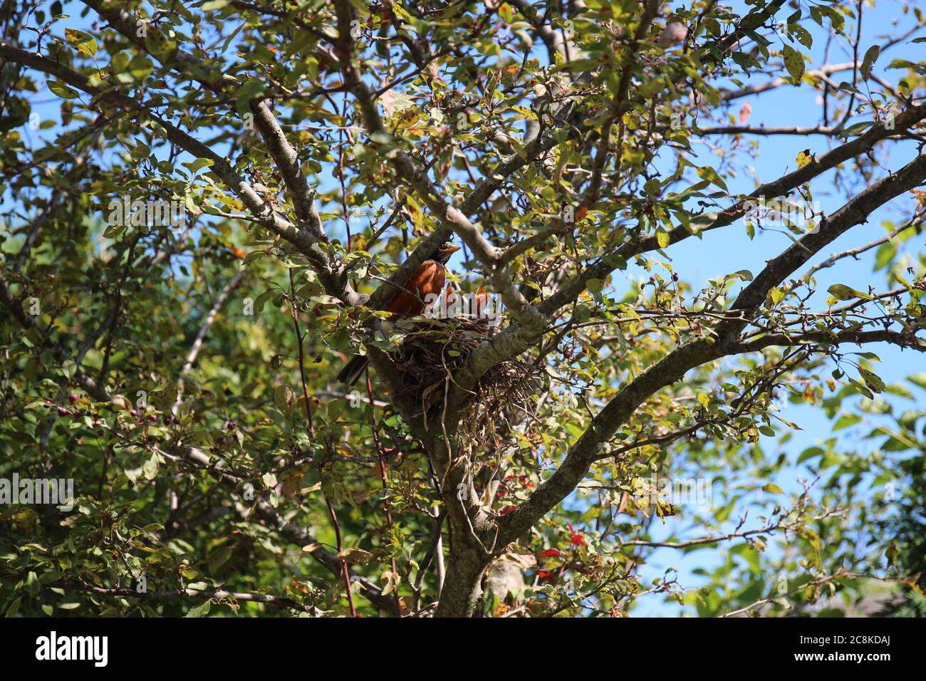 A male American Robin watching over two baby robins waiting to be fed ...