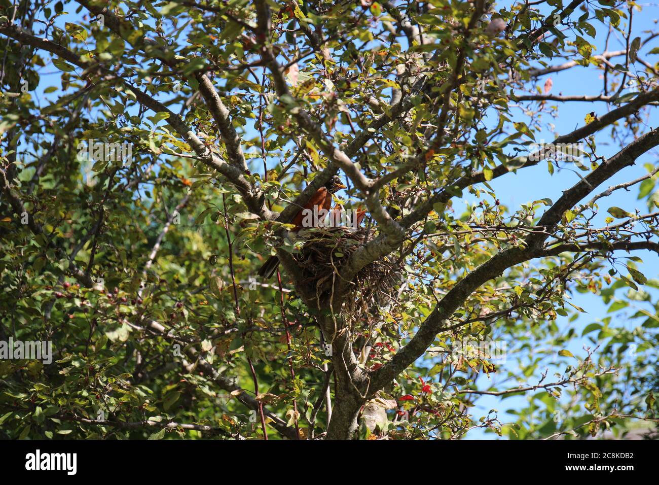Robin in a crabapple tree hi-res stock photography and images - Alamy