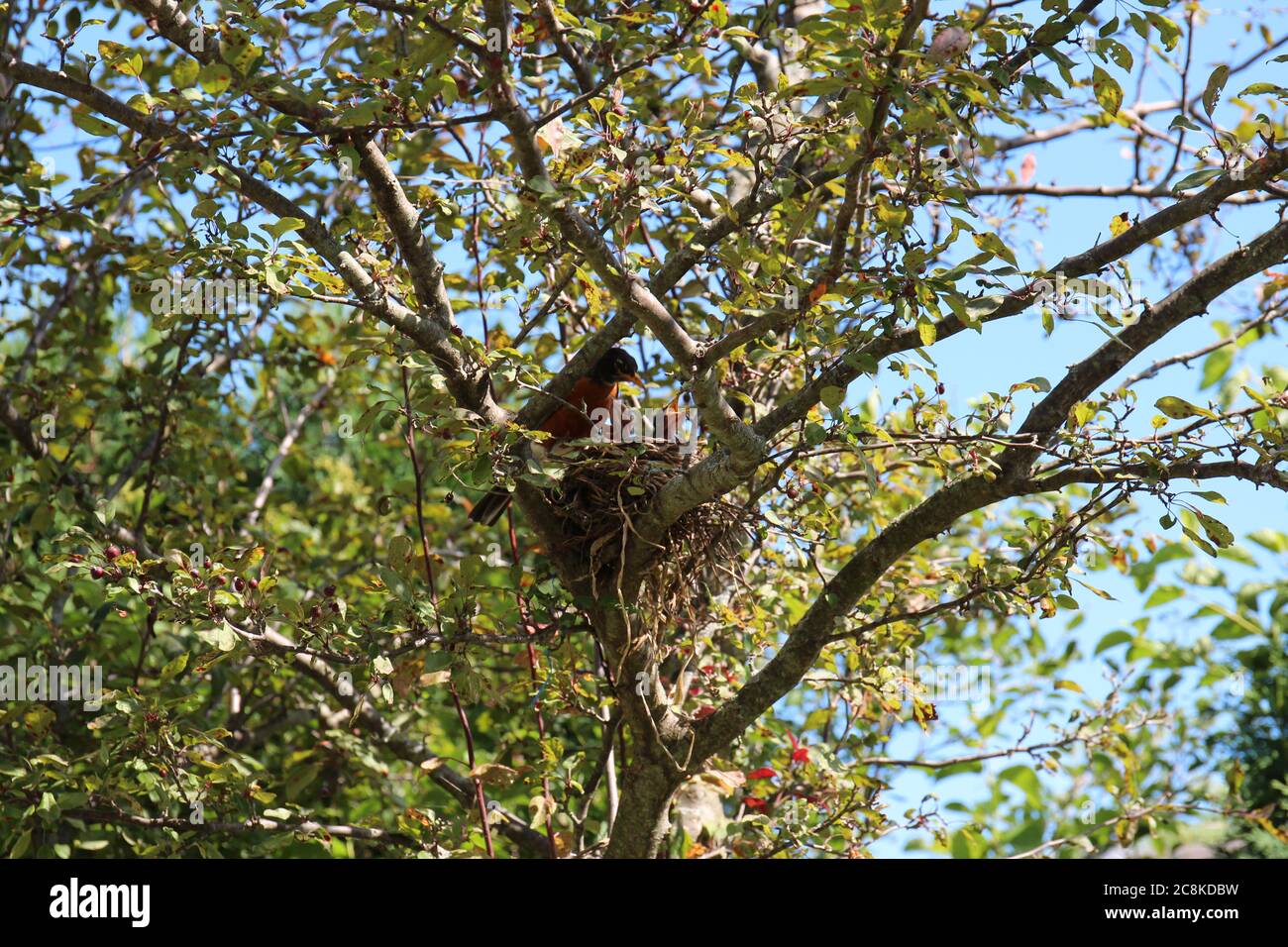 A male American Robin watching over two baby robins waiting to be fed ...