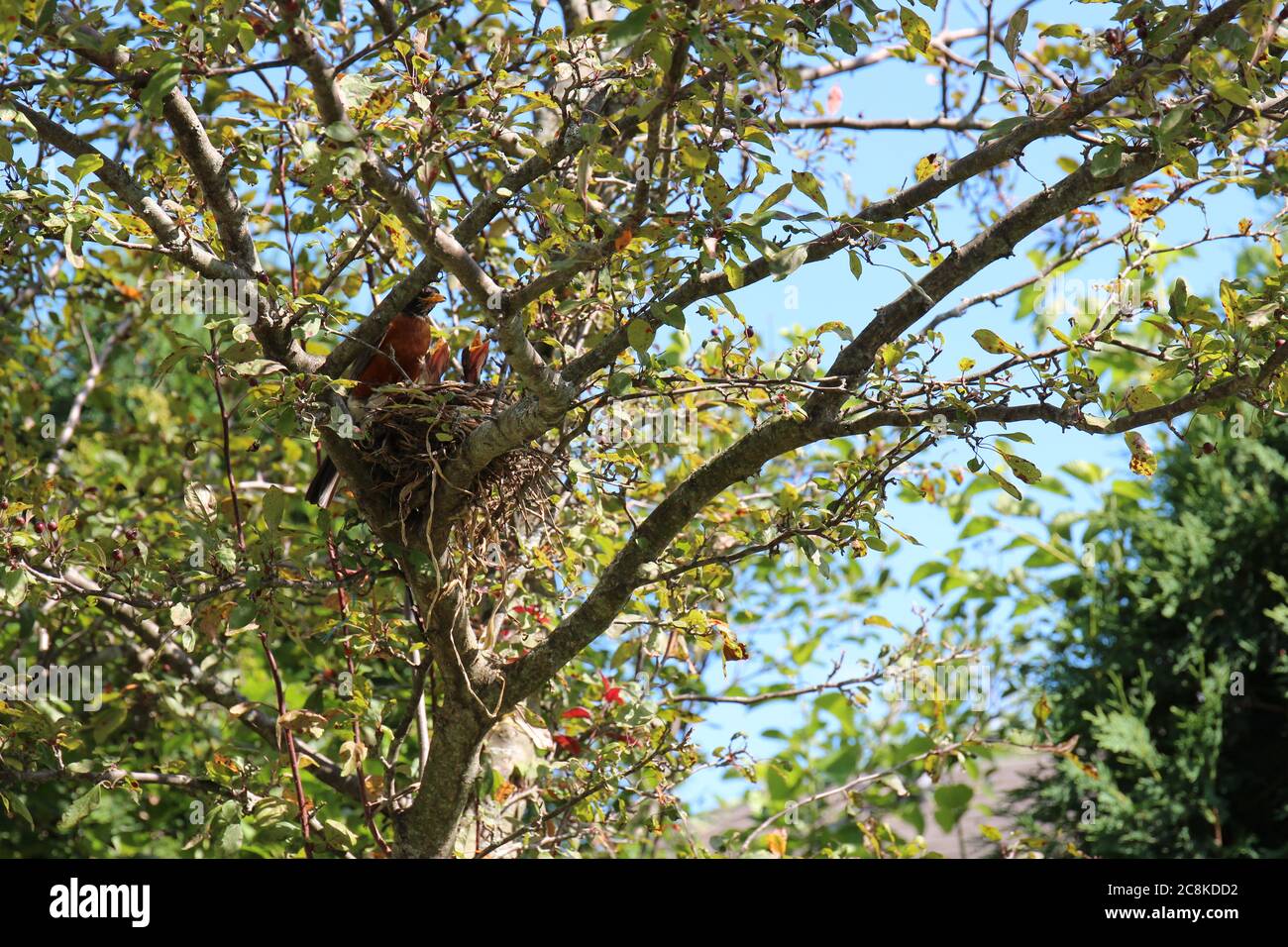 A male American Robin watching over two baby robins waiting to be fed ...
