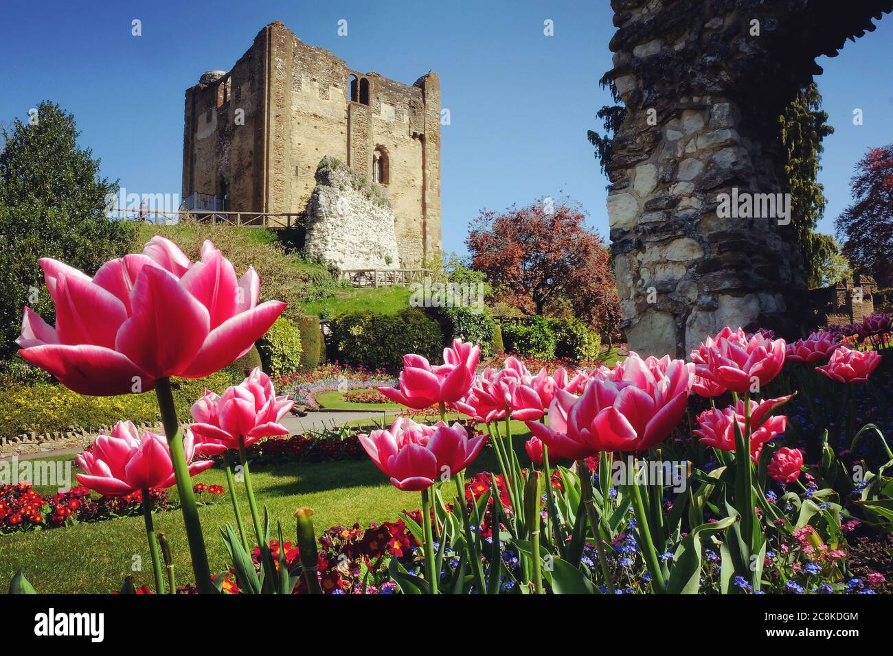 Colourful spring tulips around Guildford Castle, Surrey, on a sunny day ...