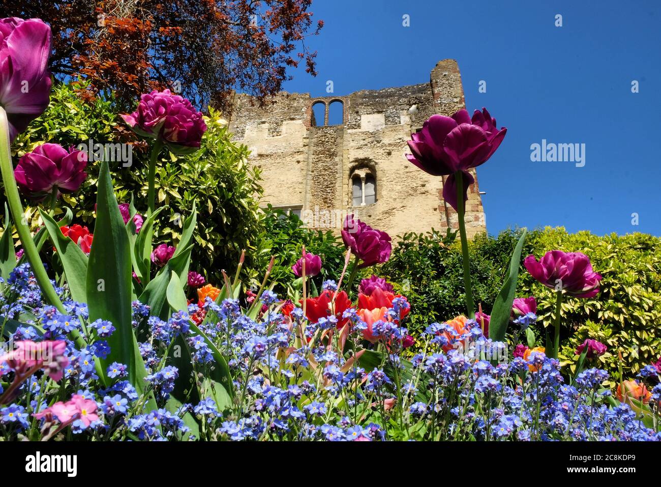 Colourful spring tulips around Guildford Castle, Surrey, on a sunny day ...