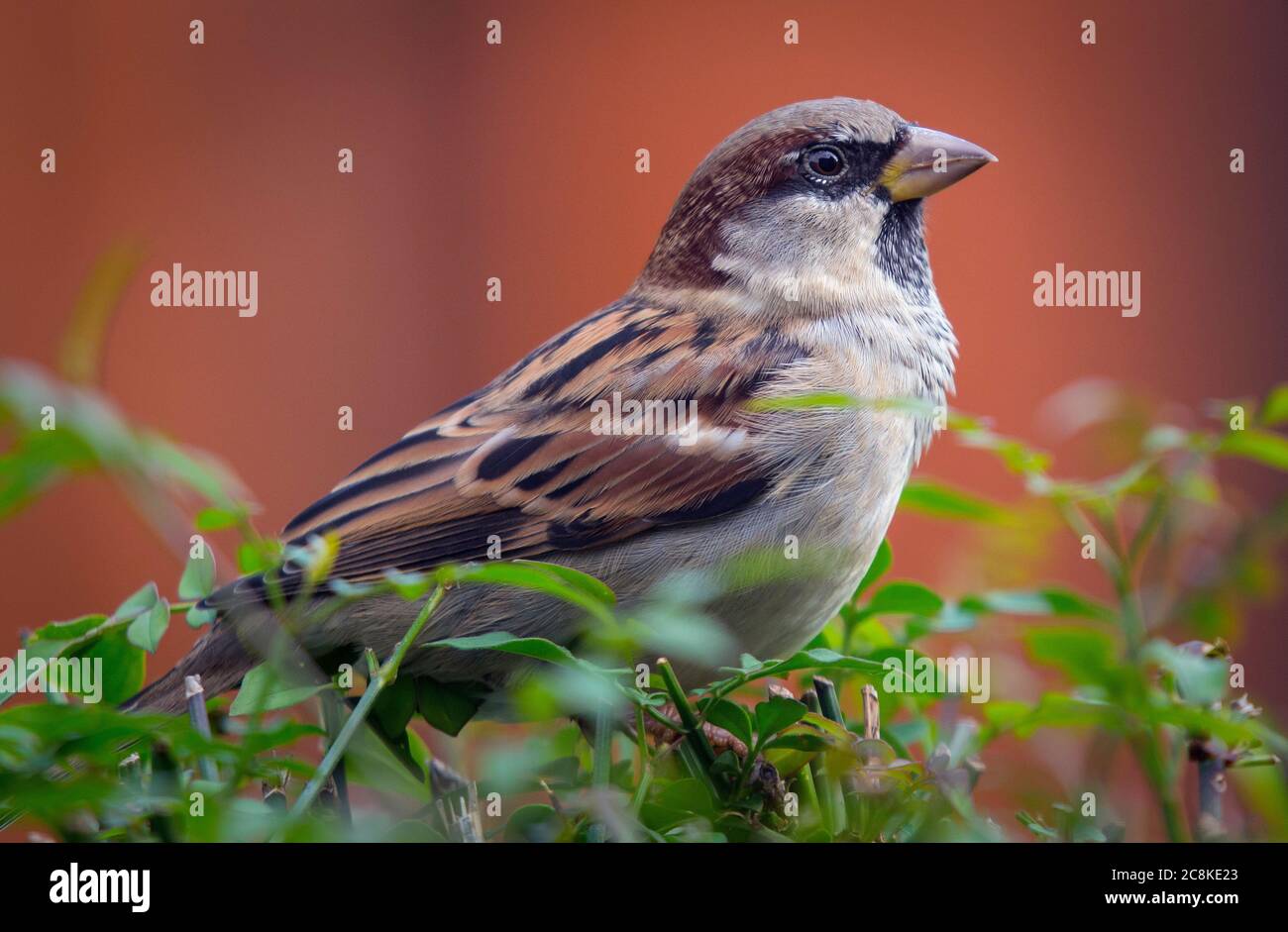 Sparrow bird feather hi-res stock photography and images - Alamy