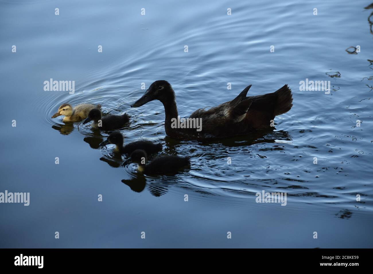 Running duck family with a rushing Cub Stock Photo - Alamy