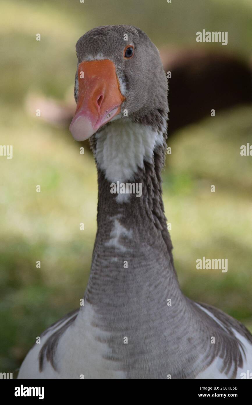 Spotted pomeranian goose hi-res stock photography and images - Alamy