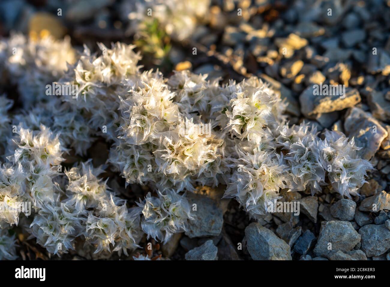 Snowdrops (Paronychia argentea), wild plant with almost transparent ...