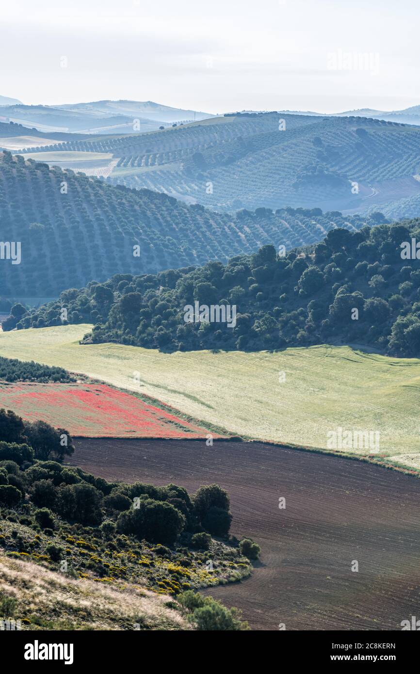 Landscape of the Andalusian countryside in spring at dawn, with large ...