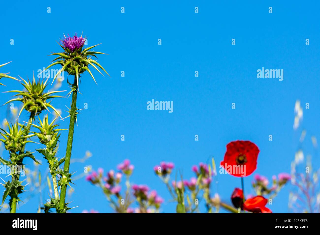 Purple thistle flower surrounded by red poppies on a sunny morning in ...