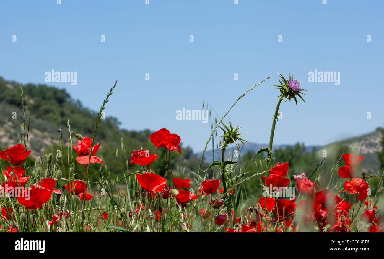 Purple thistle flower surrounded by red poppies on a sunny morning in ...