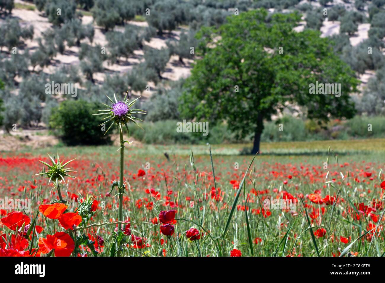 Poppies And Thistles High Resolution Stock Photography and Images - Alamy