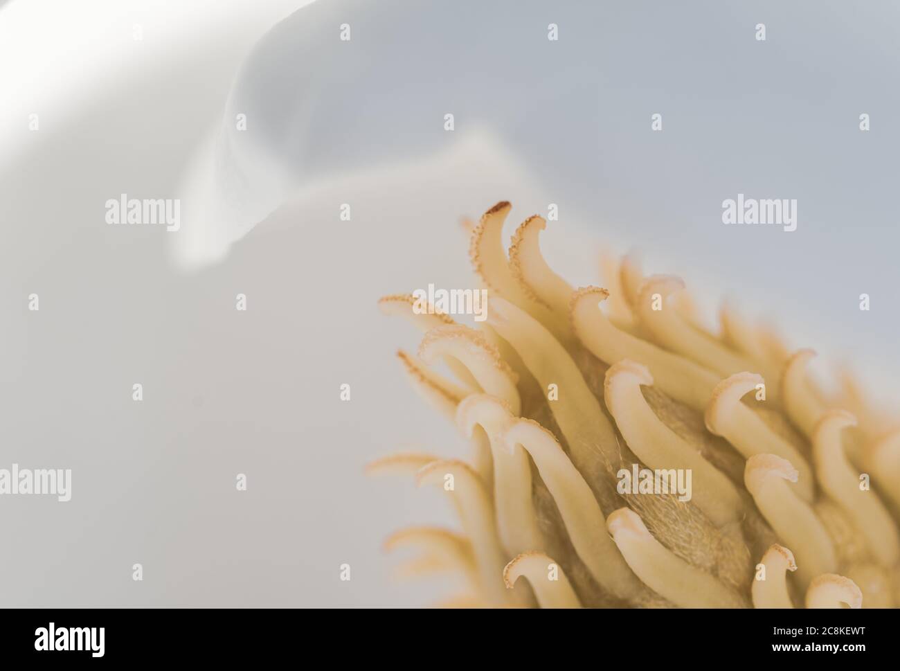 Half open magnolia flower hi-res stock photography and images - Alamy