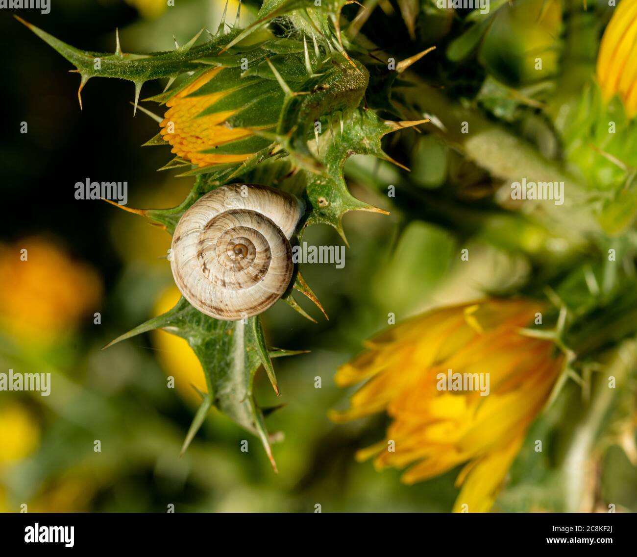 Thorny leaves hi-res stock photography and images - Alamy
