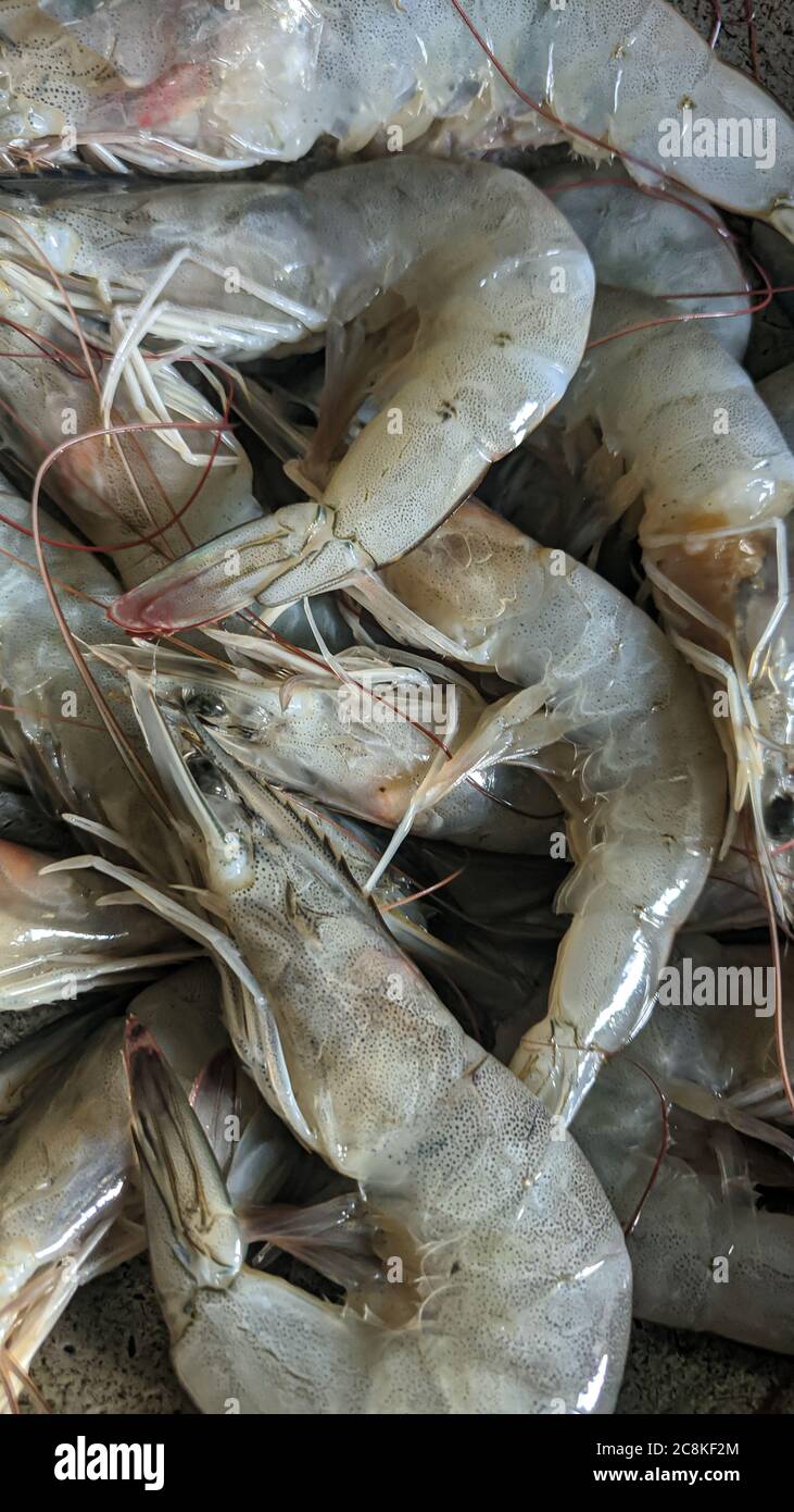 Prawns fish hi-res stock photography and images - Alamy