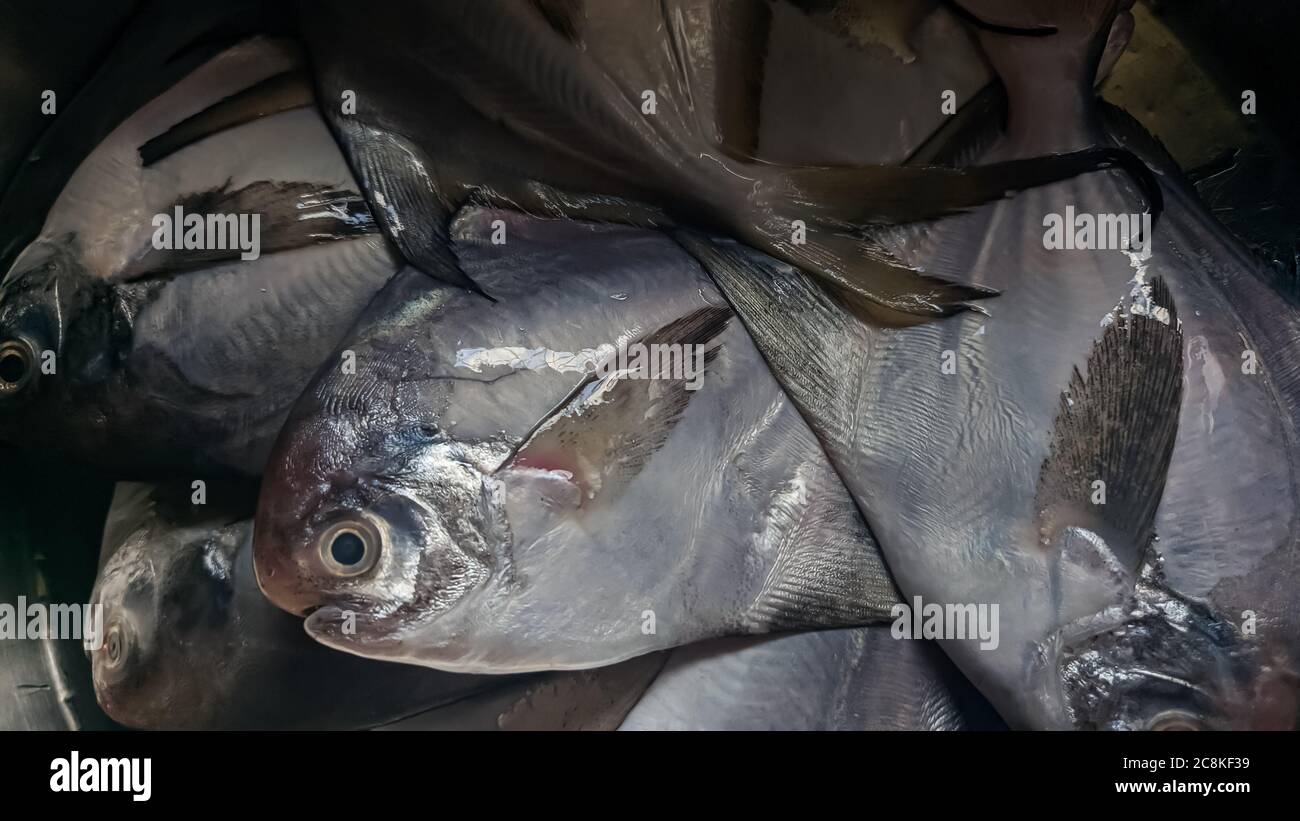 Pomfret fish hi-res stock photography and images - Alamy