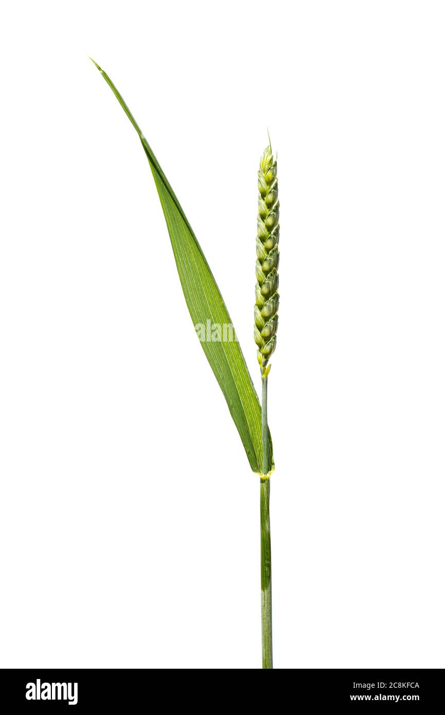 Wheat spike close-up, unripe ear of wheat isolated against a white ...