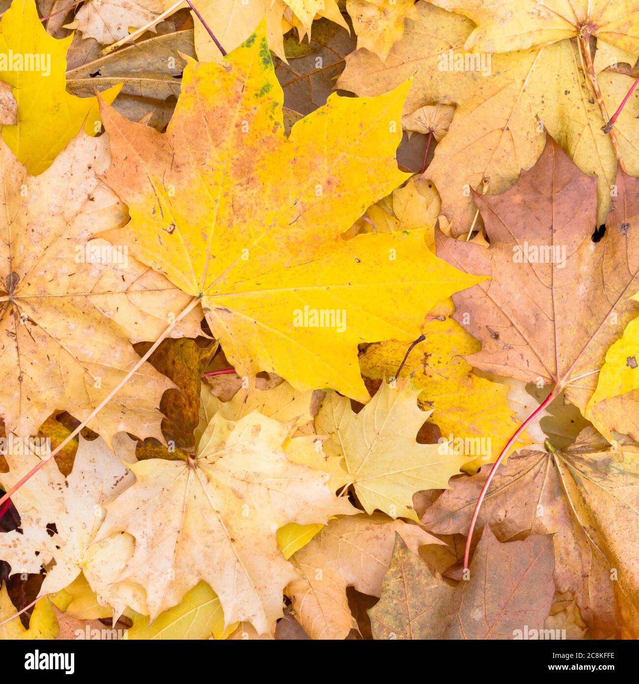 Fall color maple sycamore hi-res stock photography and images - Alamy