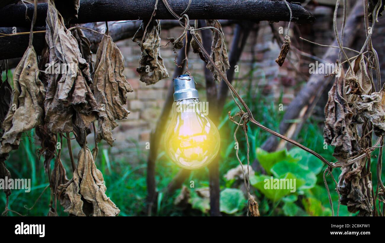 Glowing light bulb hanging down from a tree with autumn background ...