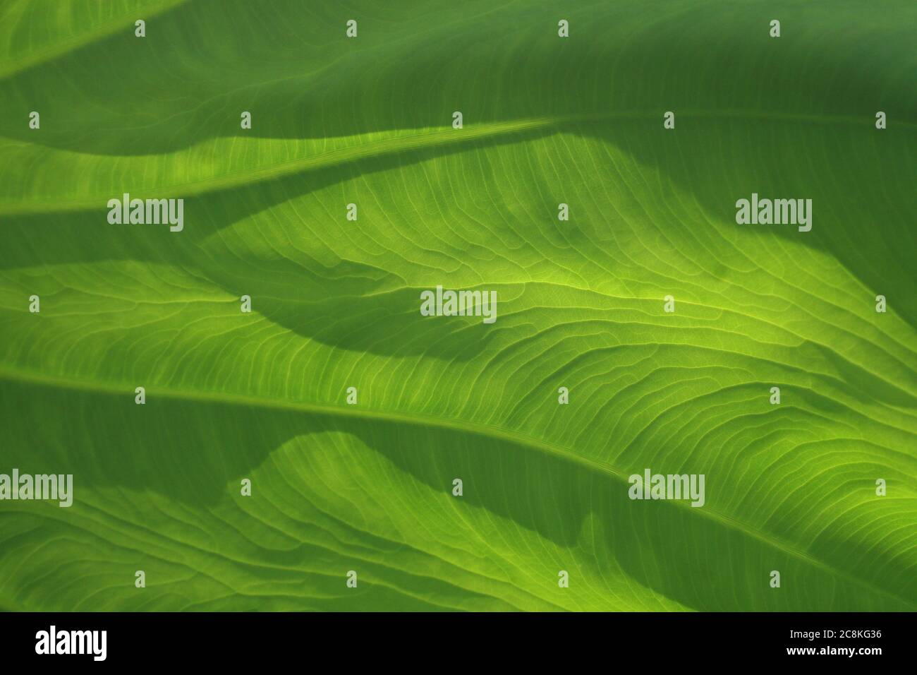The glow of the sun on a backlit Elephant Ear Plant Stock Photo - Alamy